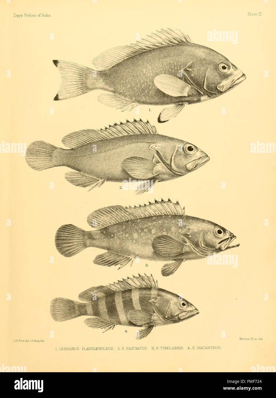 Identifying various fish species hi-res stock photography and images ...