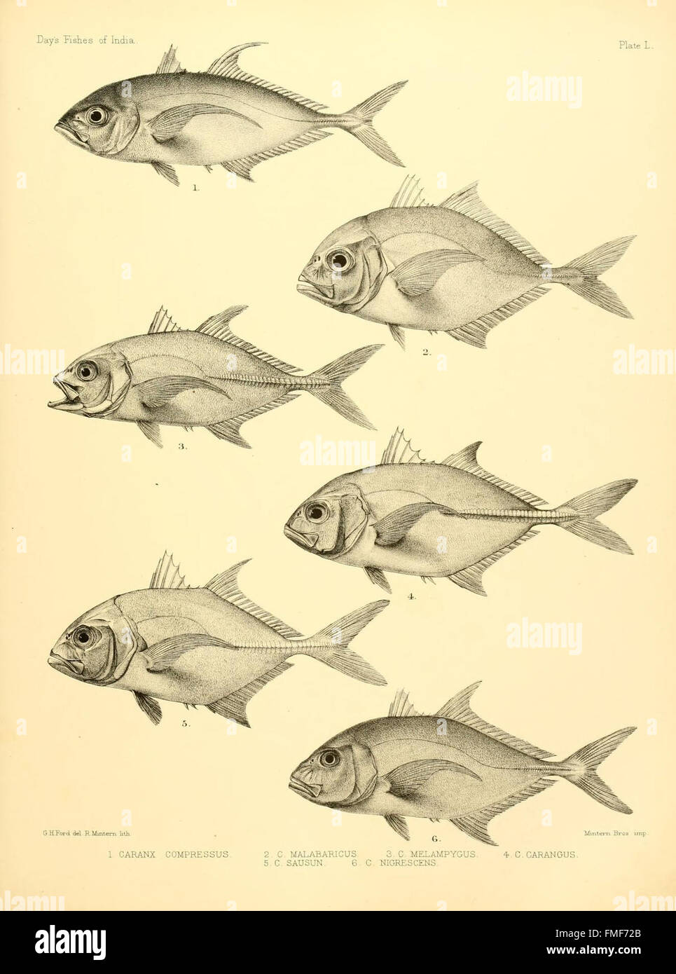 Plate L from 'The Fishes of India' depicts various species of fish ...