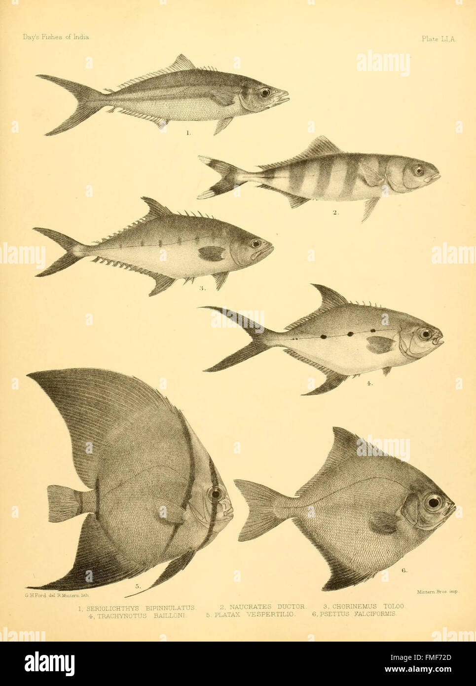 *The Fishes of India* (Plate LI.A) presents a collection of fish ...
