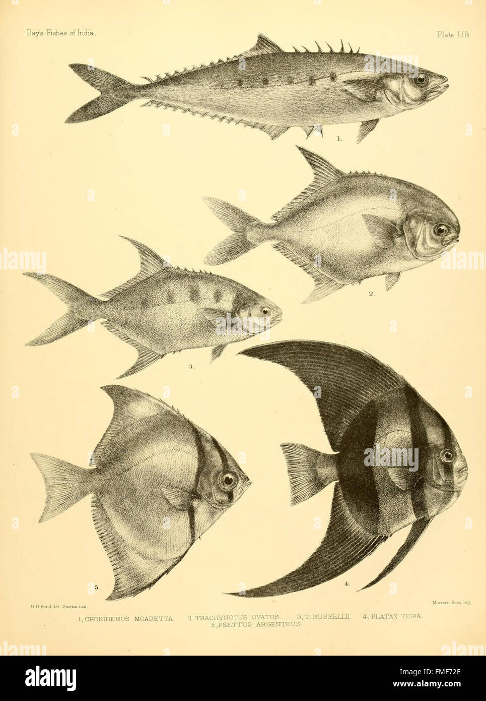 Plate LI.B from 'The Fishes of India' illustrates various fish species ...