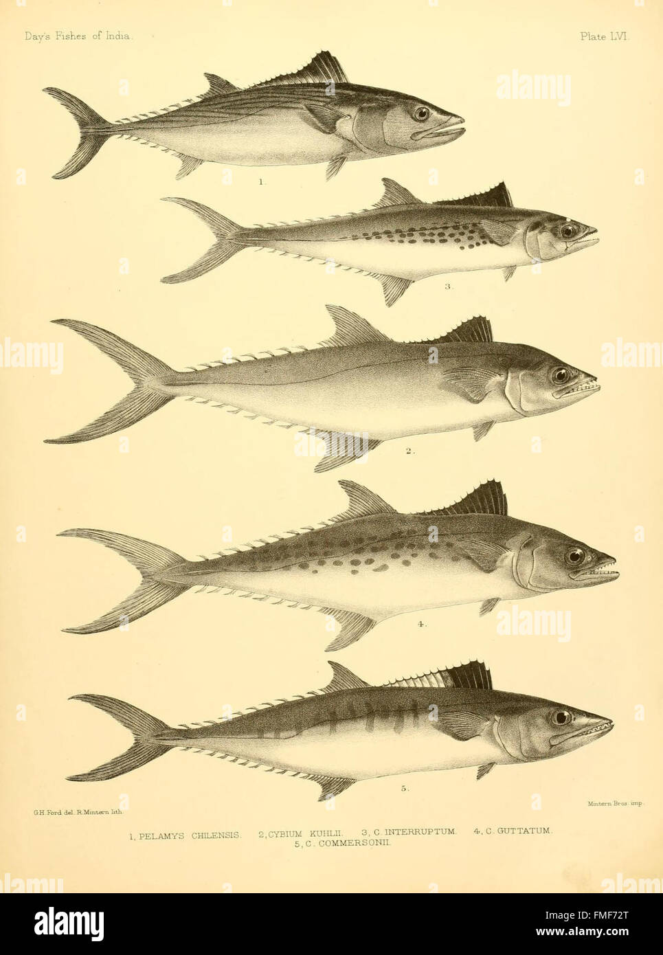 Plate LVI from *The Fishes of India* illustrates native Indian fish ...