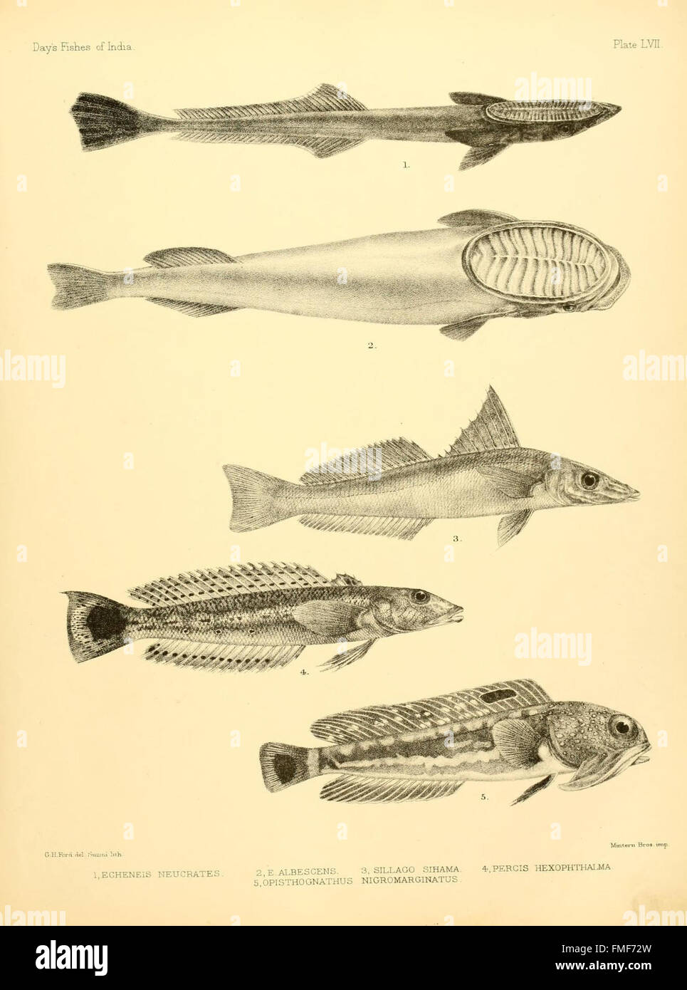 'The Fishes of India' (Plate LVII) presents detailed illustrations and ...
