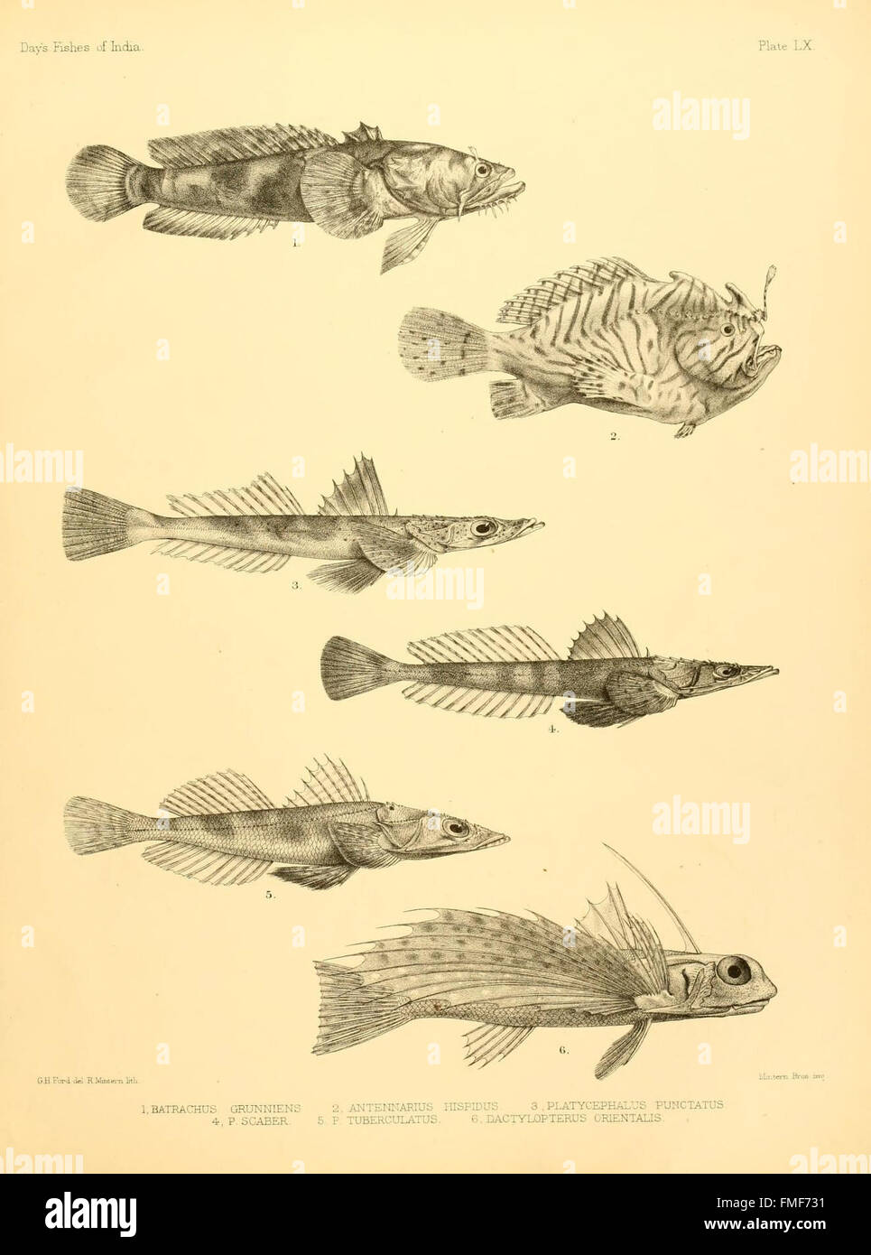 Plate LX from 'The Fishes of India' illustrates various fish species ...