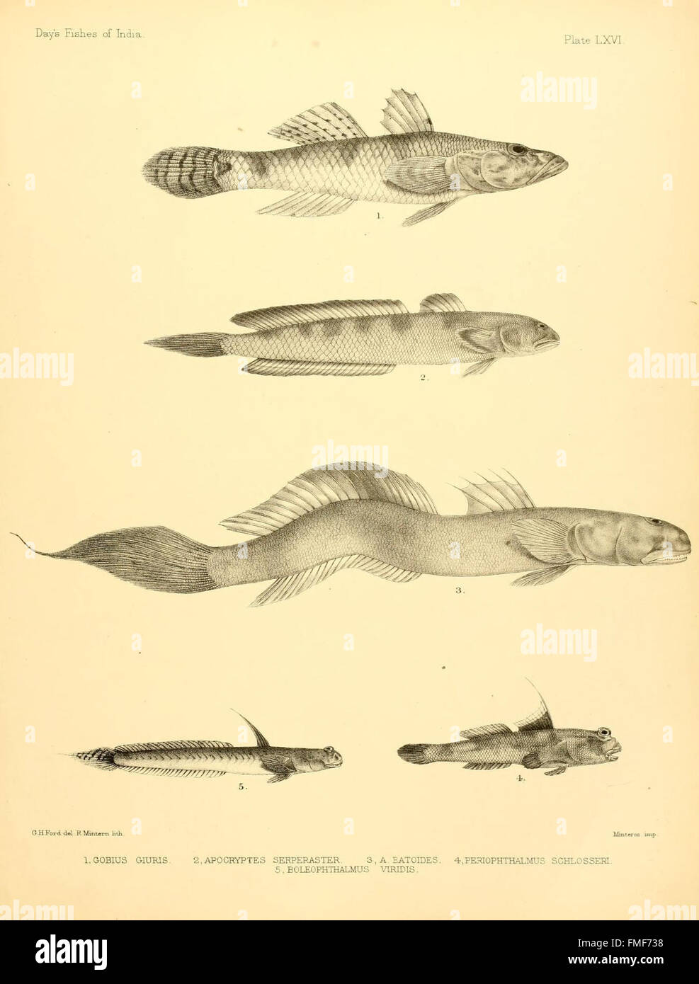 This plate from 'The Fishes of India' showcases a variety of fish ...