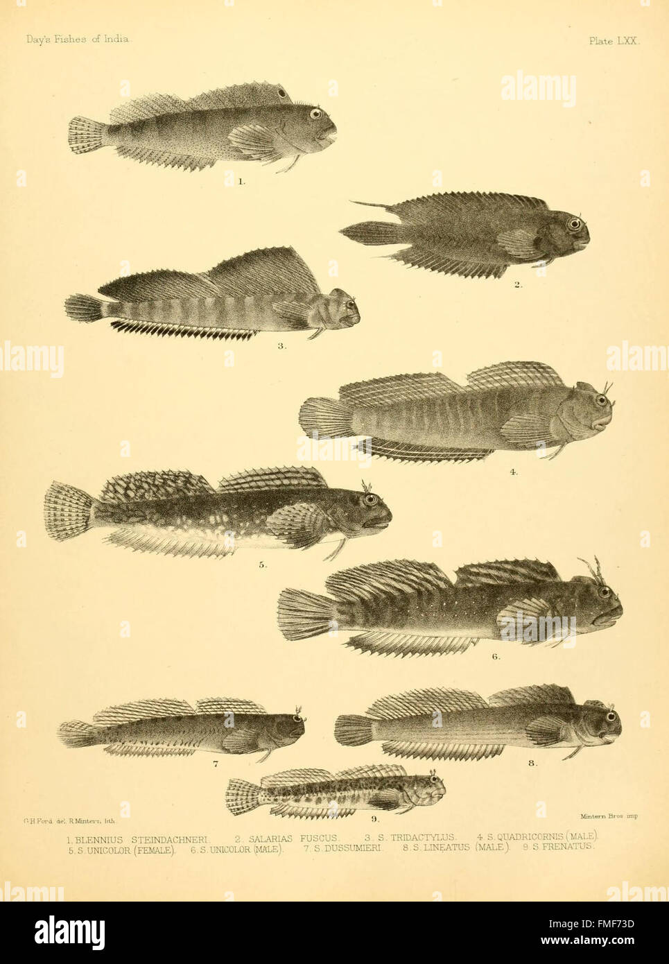Plate LXX of 'The Fishes of India' depicts various fish species native ...