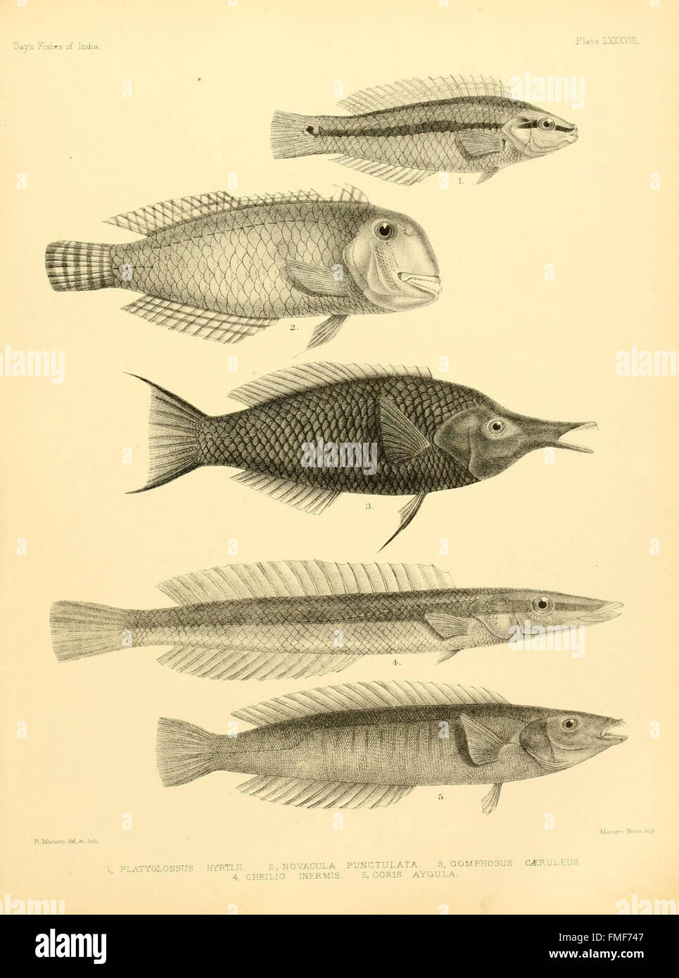 'The Fishes of India' (Plate LXXXVIII) provides detailed depictions and ...