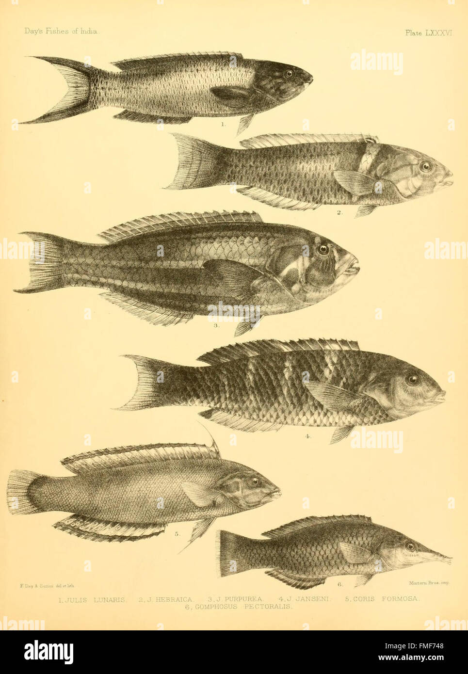 Plate LXXXVI from 'The Fishes of India' illustrates various species of ...