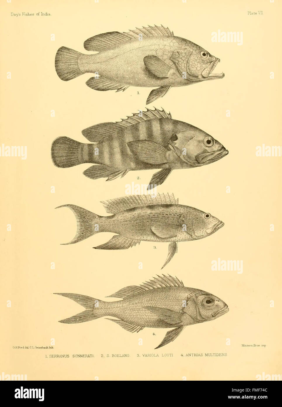 'The Fishes of India' (Plate VII) provides detailed illustrations and ...