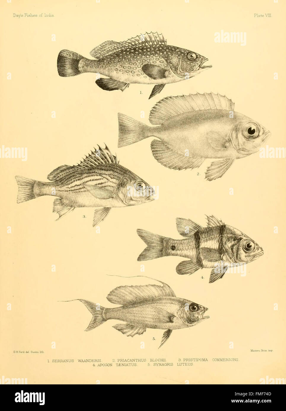 Plate VIII from 'The Fishes of India' showcases various freshwater and ...
