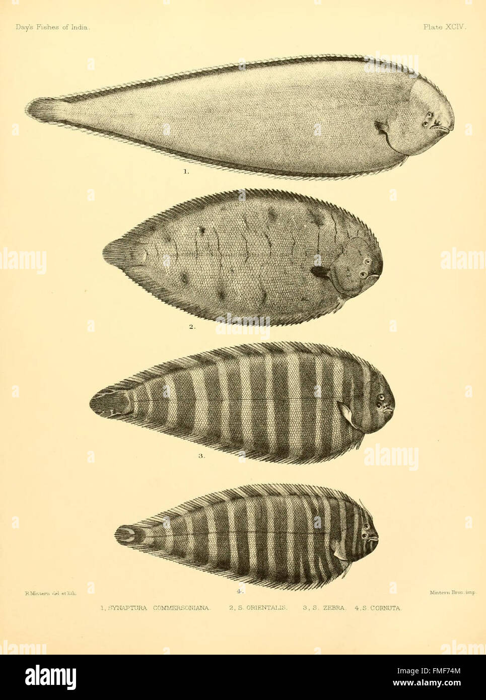 This plate from 'The Fishes of India' illustrates a variety of fish ...