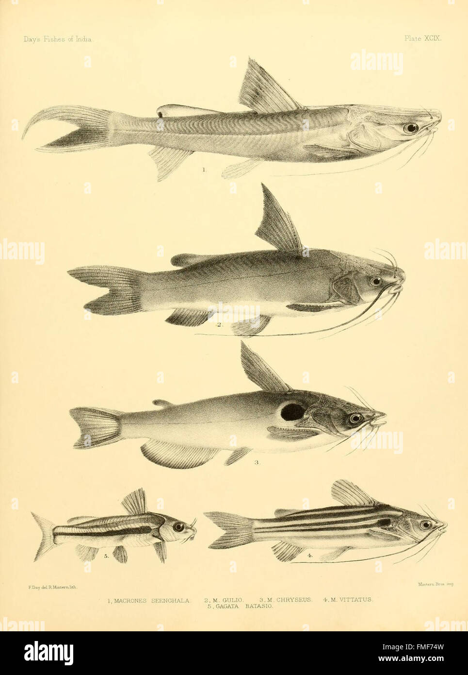 Plate XCIX from 'The Fishes of India' presents detailed illustrations ...
