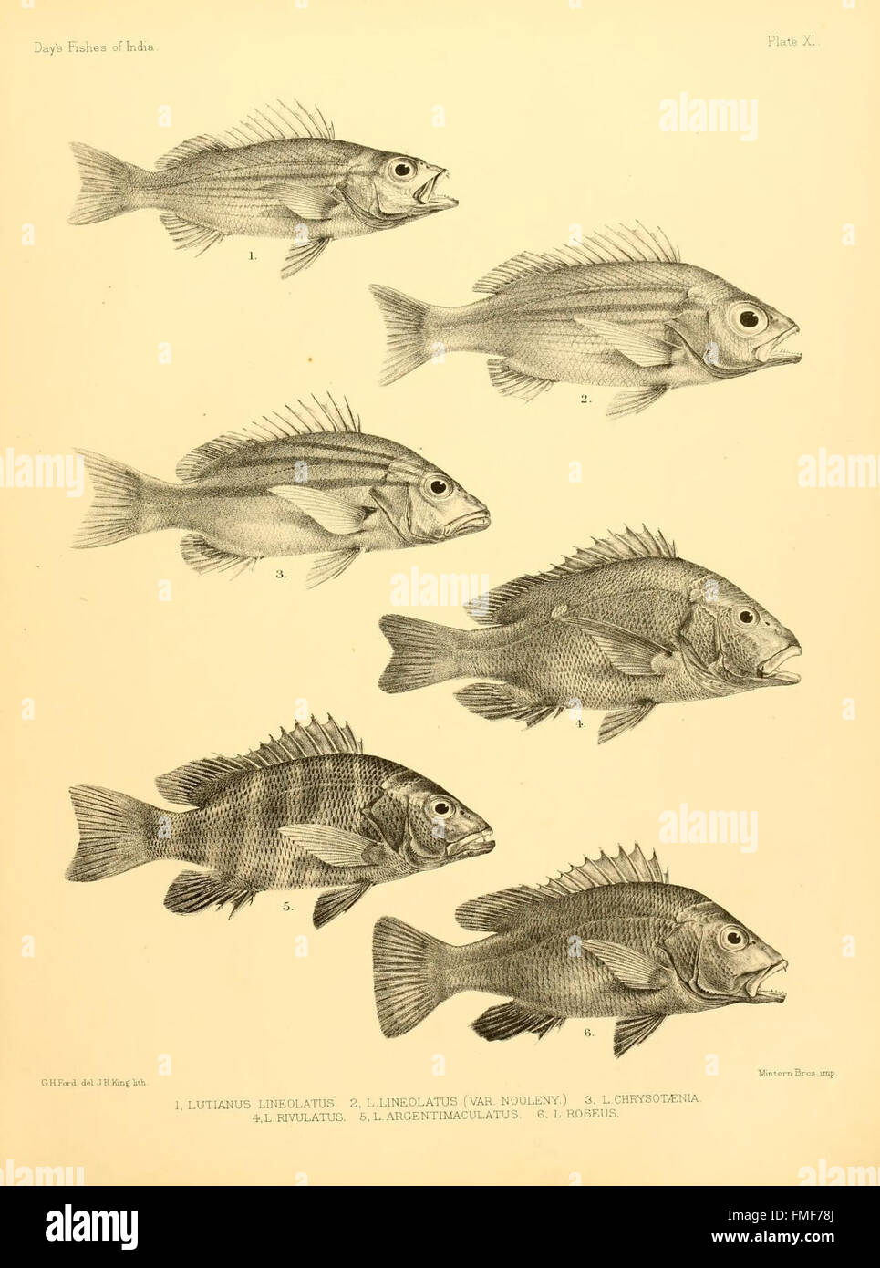 Plate XI from 'The Fishes of India' presents various species of fish ...