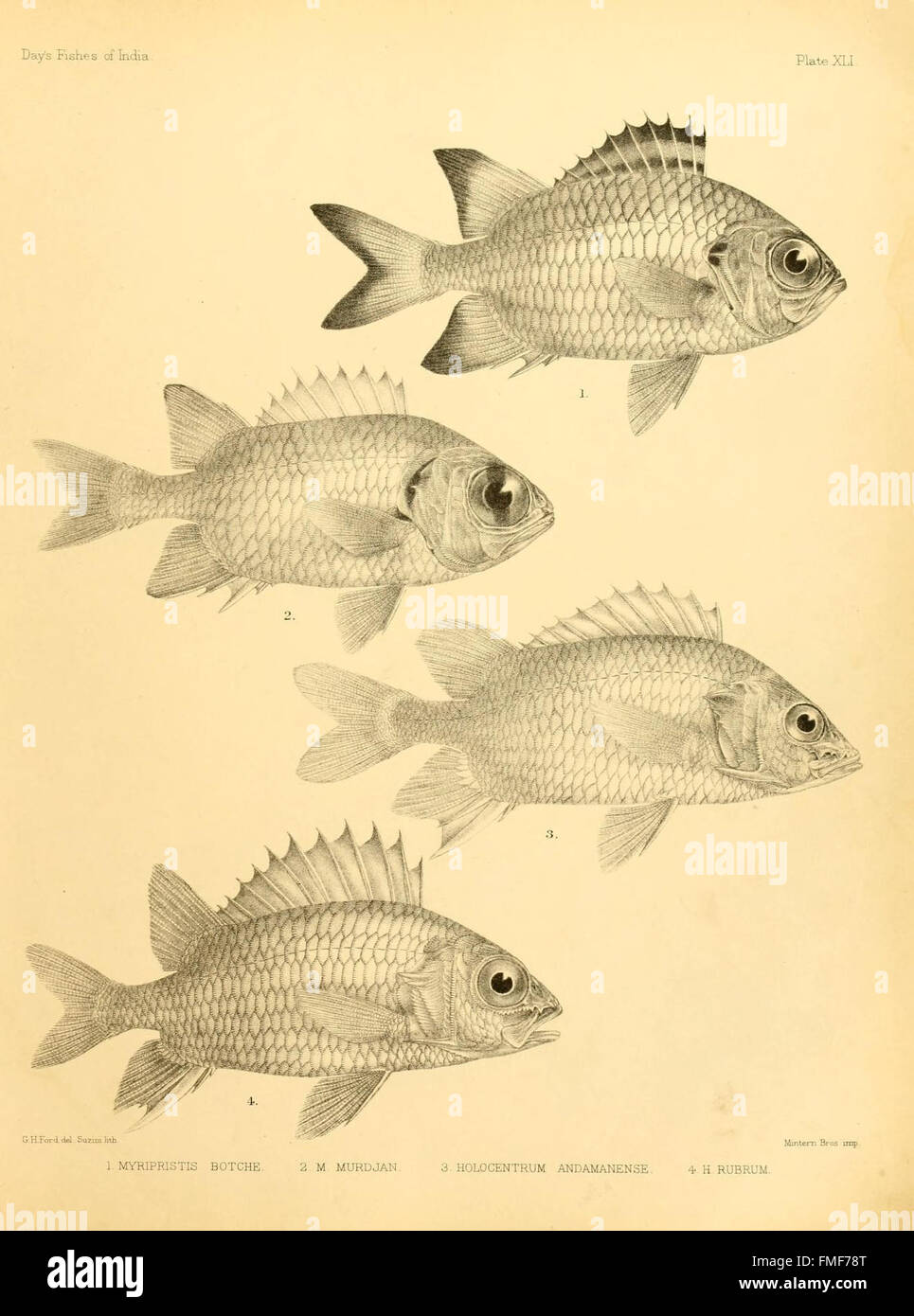 Plate XLI from 'The Fishes of India' provides detailed illustrations of ...