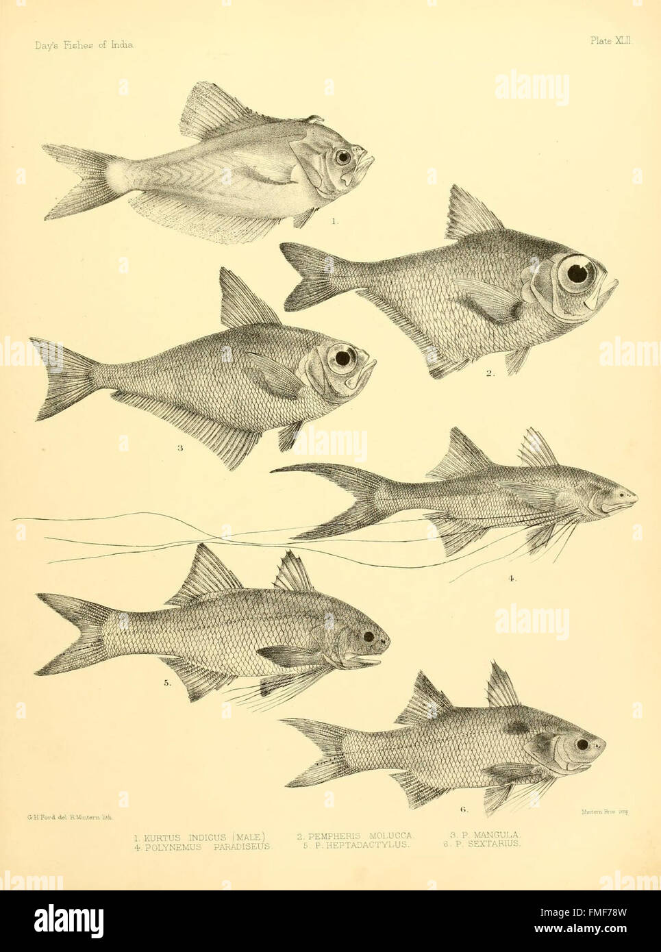 Plate XLII from 'The Fishes of India' features detailed illustrations ...