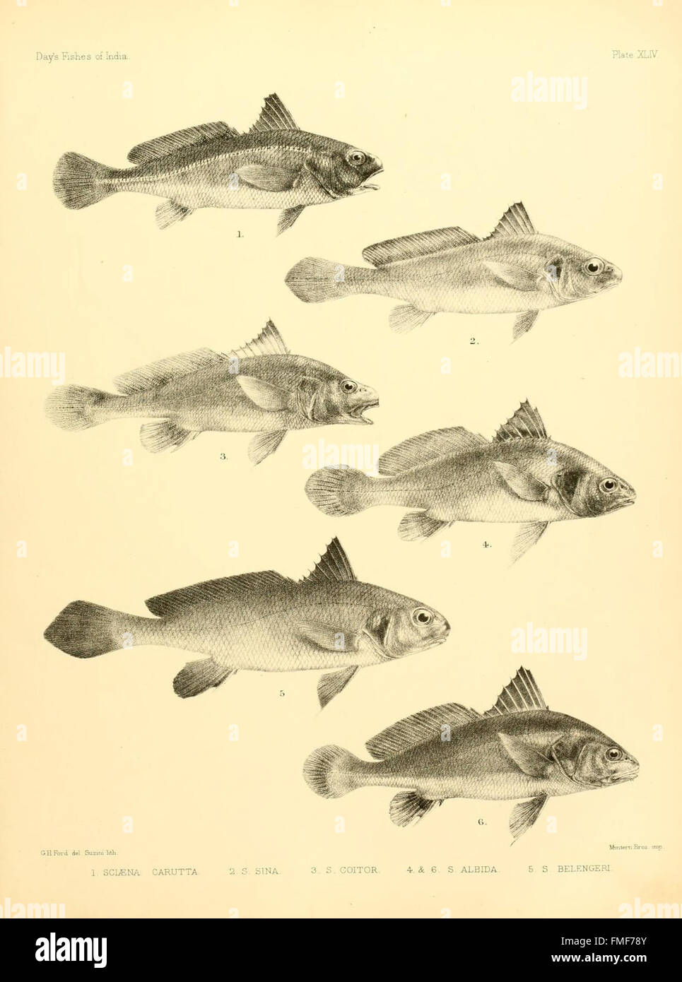 Plate XLIV from 'The Fishes of India' presents a variety of fish ...