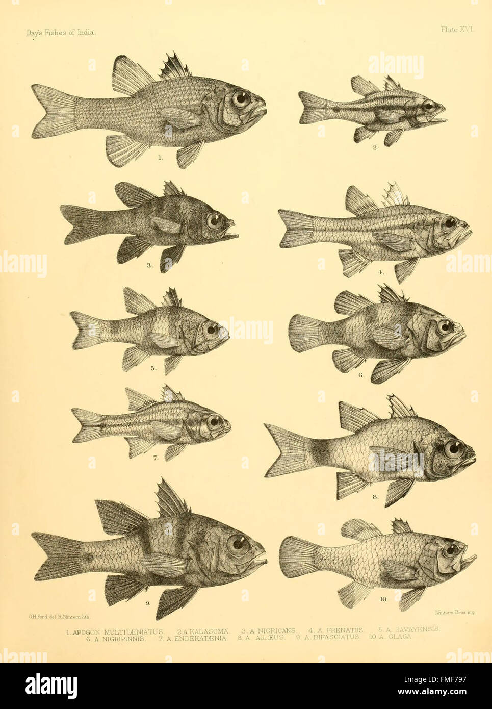 'The Fishes of India' (Plate XVI) offers detailed illustrations and ...