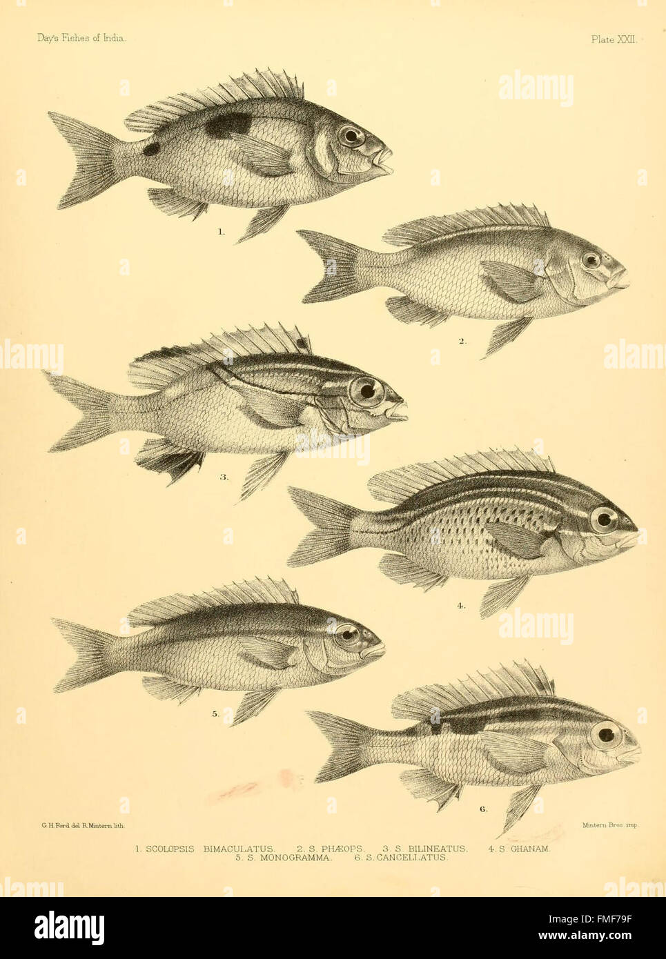 This illustration from 'The Fishes of India' depicts a variety of fish ...