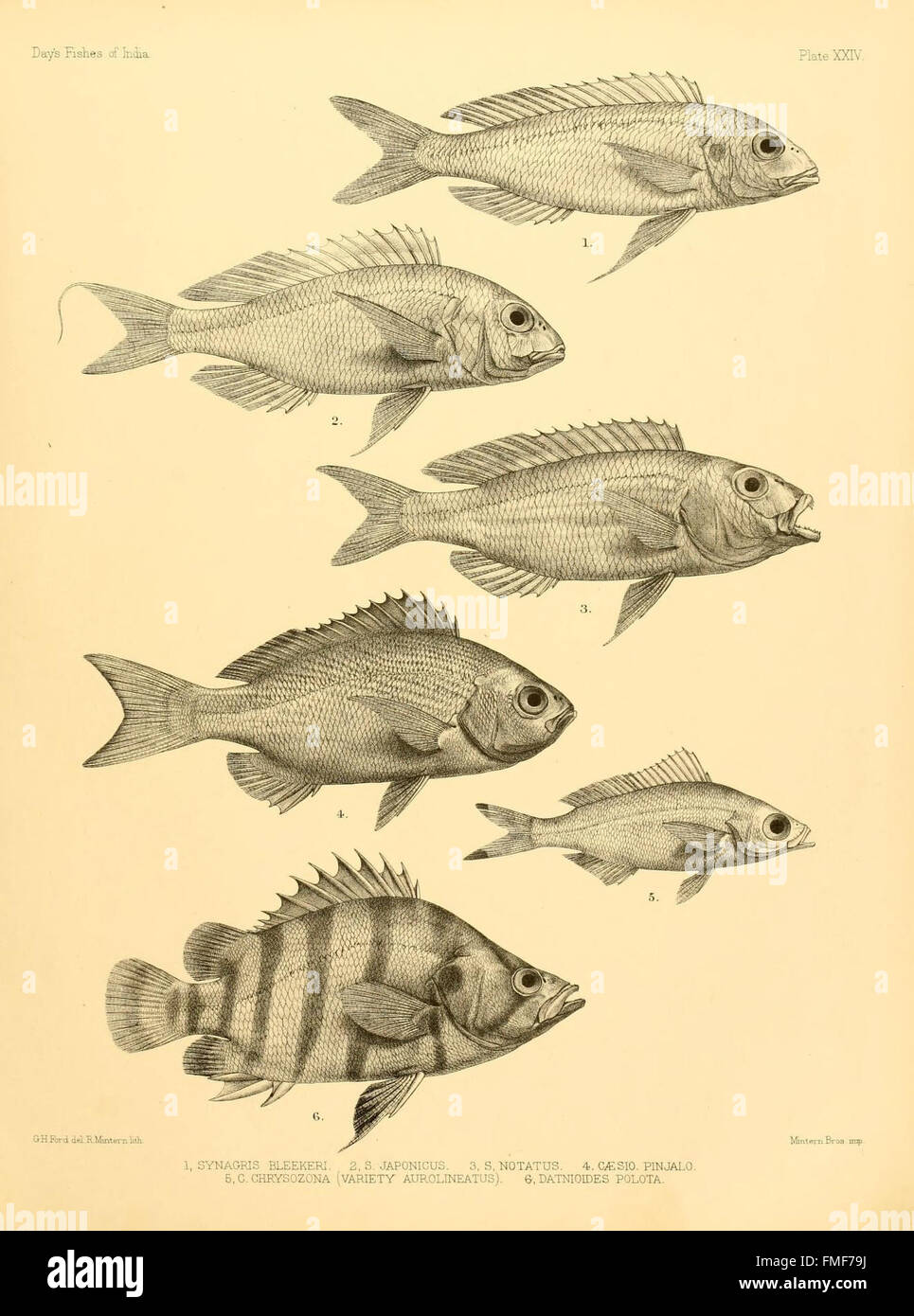 Plate XXIV from 'The Fishes of India' showcases a variety of fish ...