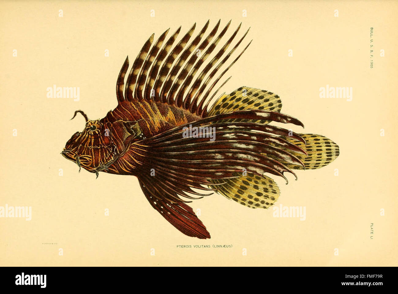 Plate LI from 'The Fishes of Samoa' depicts various species of fish ...