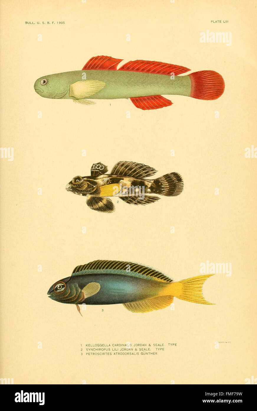 Plate LIII from 'The Fishes of Samoa' highlights various marine fish ...
