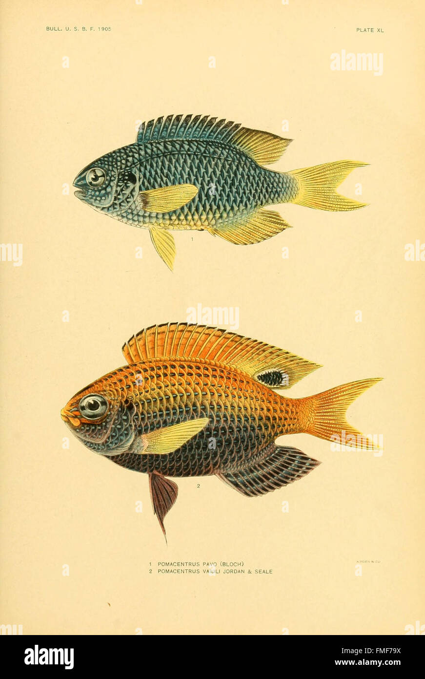Plate XL from *The Fishes of Samoa* illustrates various fish species ...