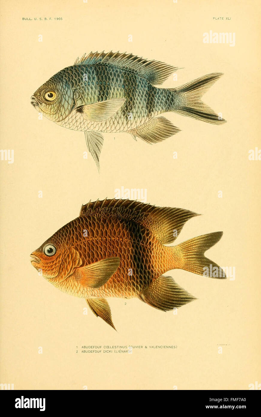 Plate XLI from 'The Fishes of Samoa' illustrates native fish species of ...