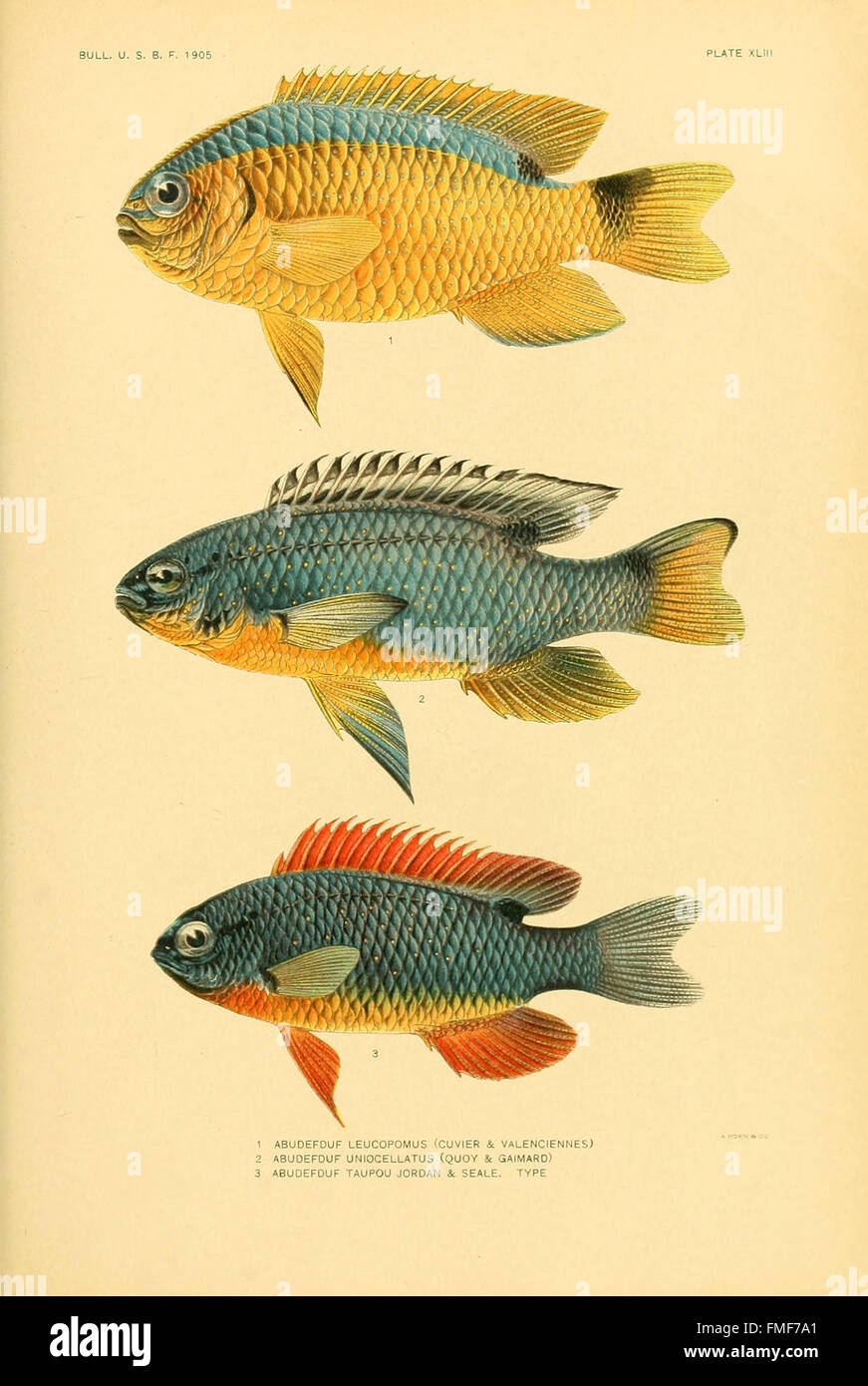 Plate XLIII from 'The Fishes of Samoa' features detailed illustrations ...
