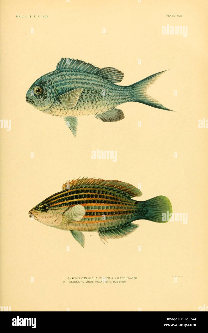 'The Fishes of Samoa' (Plate XLIV) illustrates various fish species ...