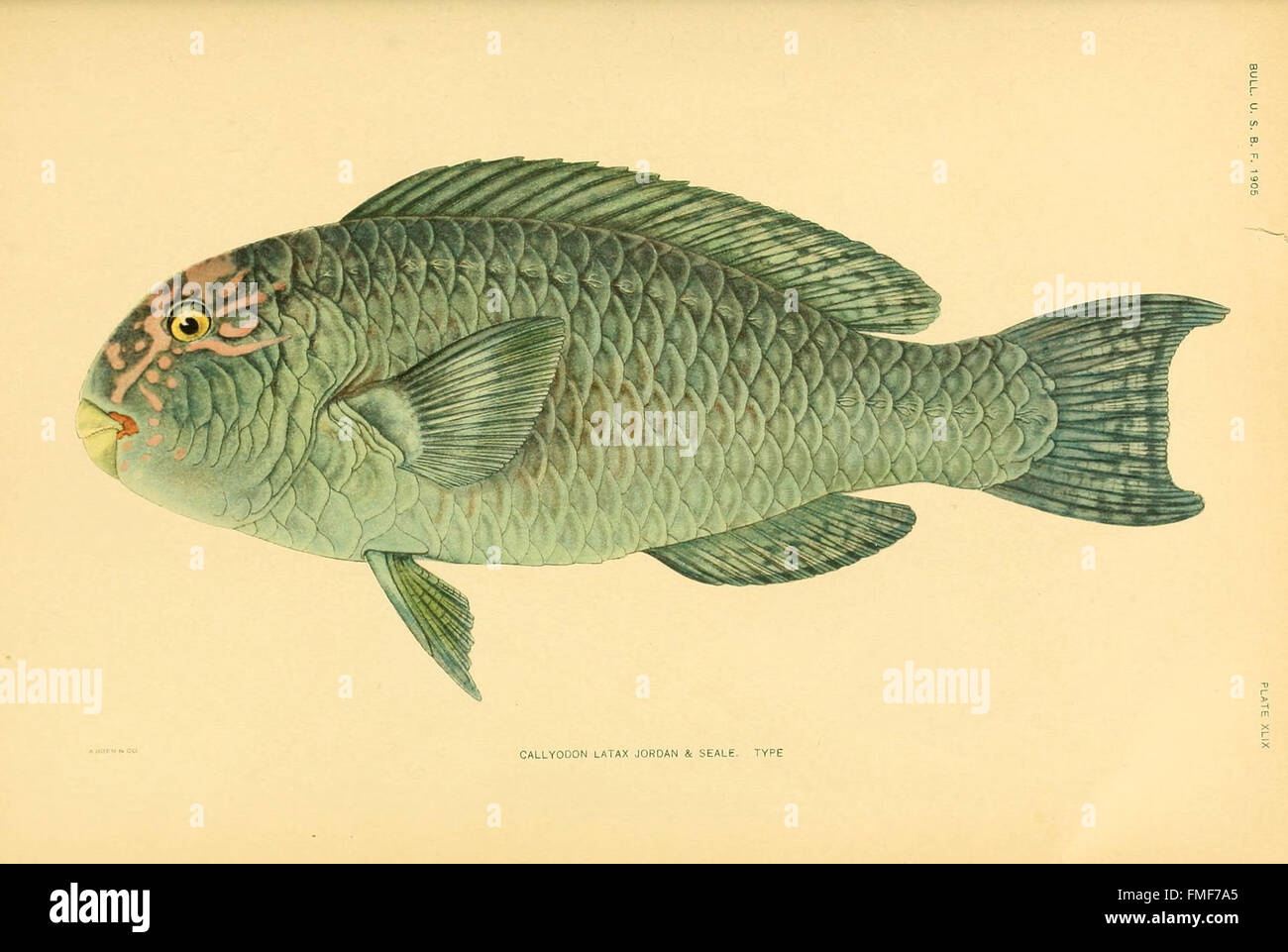 Plate XLIX from 'The Fishes of Samoa' presents detailed depictions of ...