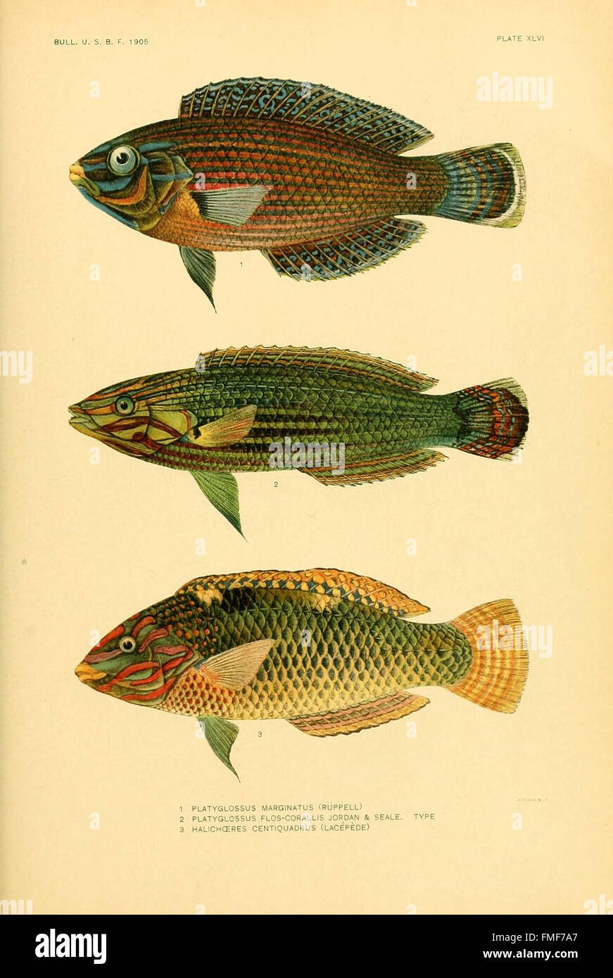 The fishes of Samoa (Plate XLVI Stock Photo - Alamy