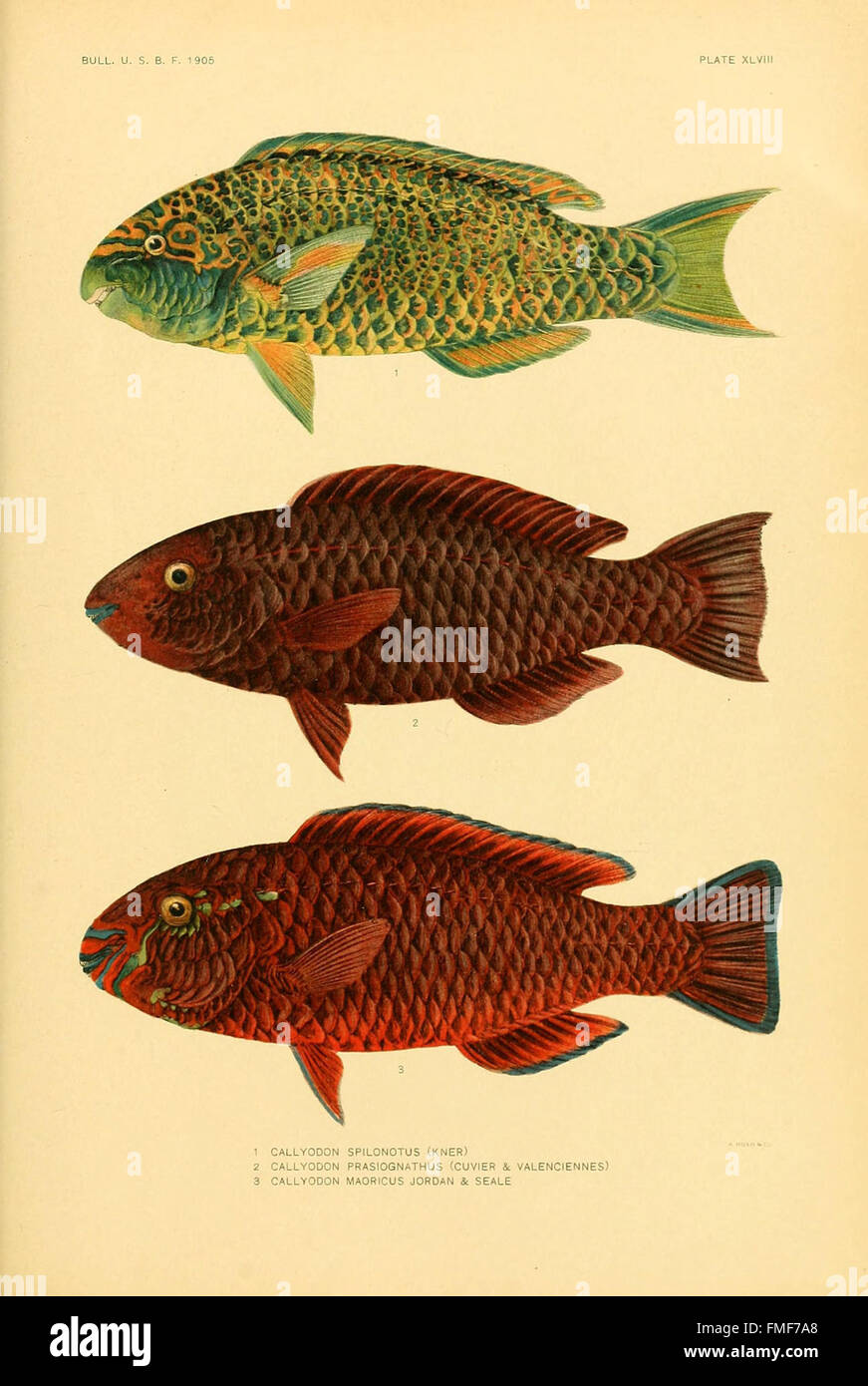 'The Fishes of Samoa' (Plate XLVIII) provides illustrations and ...