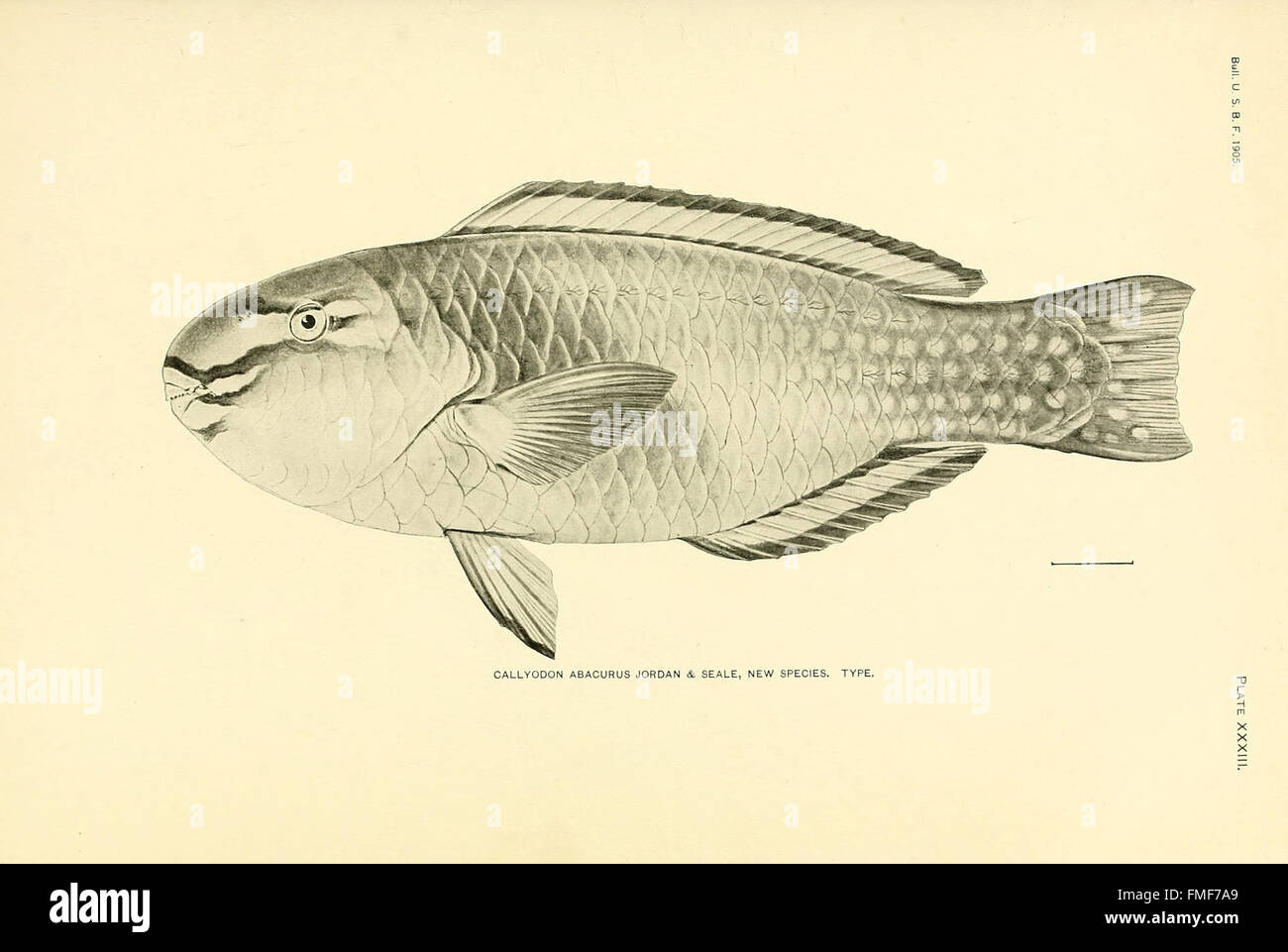 ‘The Fishes of Samoa’ (Plate XXXIII) provides an exploration of the ...