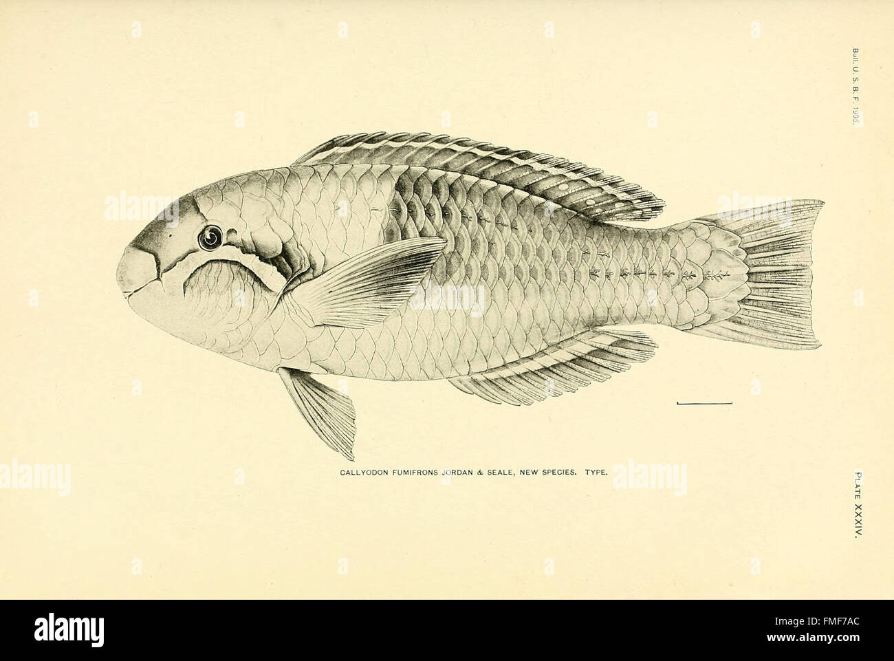 The fishes of Samoa (Plate XXXIV Stock Photo - Alamy