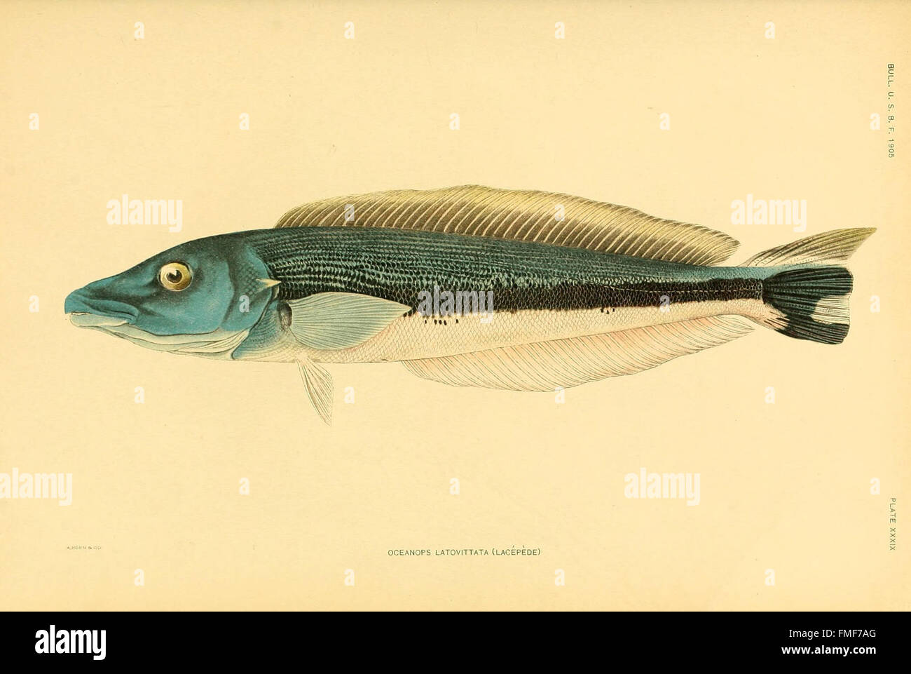 This plate features various fish species native to Samoa, highlighting ...