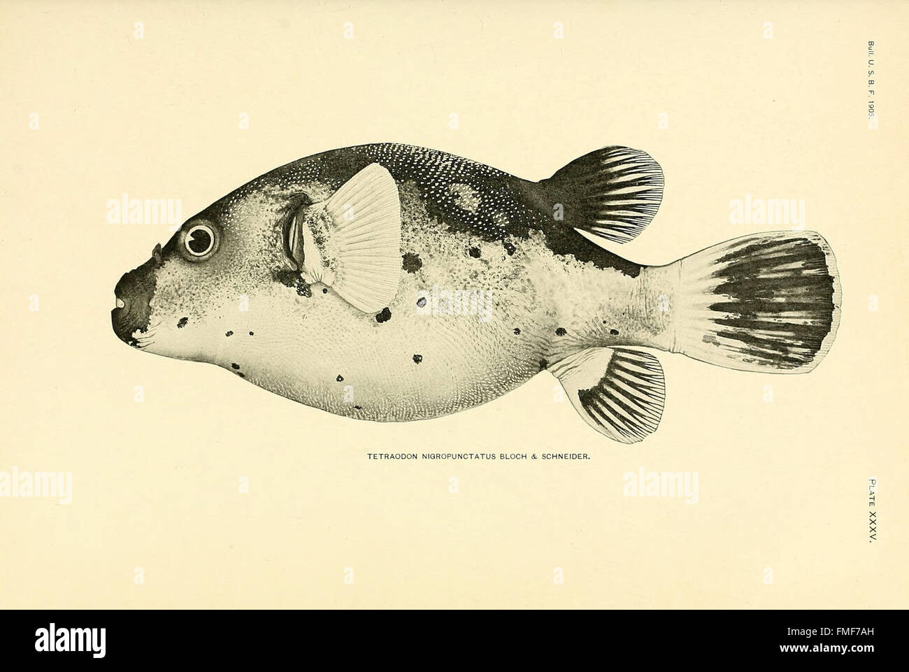 Plate XXXV from 'The Fishes of Samoa' depicts various fish species ...