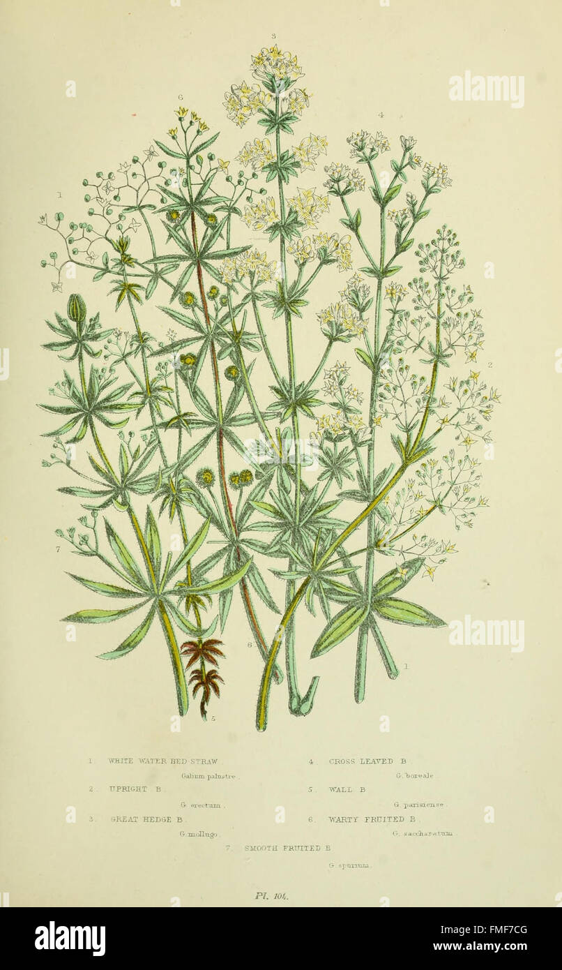 Plate 104 from 'The Flowering Plants, Grasses, Sedges, and Ferns of ...