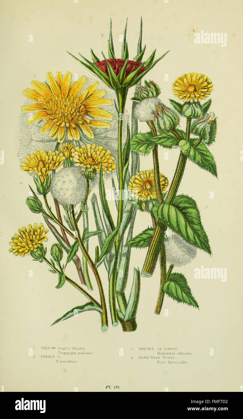 Plate 110 from 'The Flowering Plants, Grasses, Sedges, and Ferns of ...