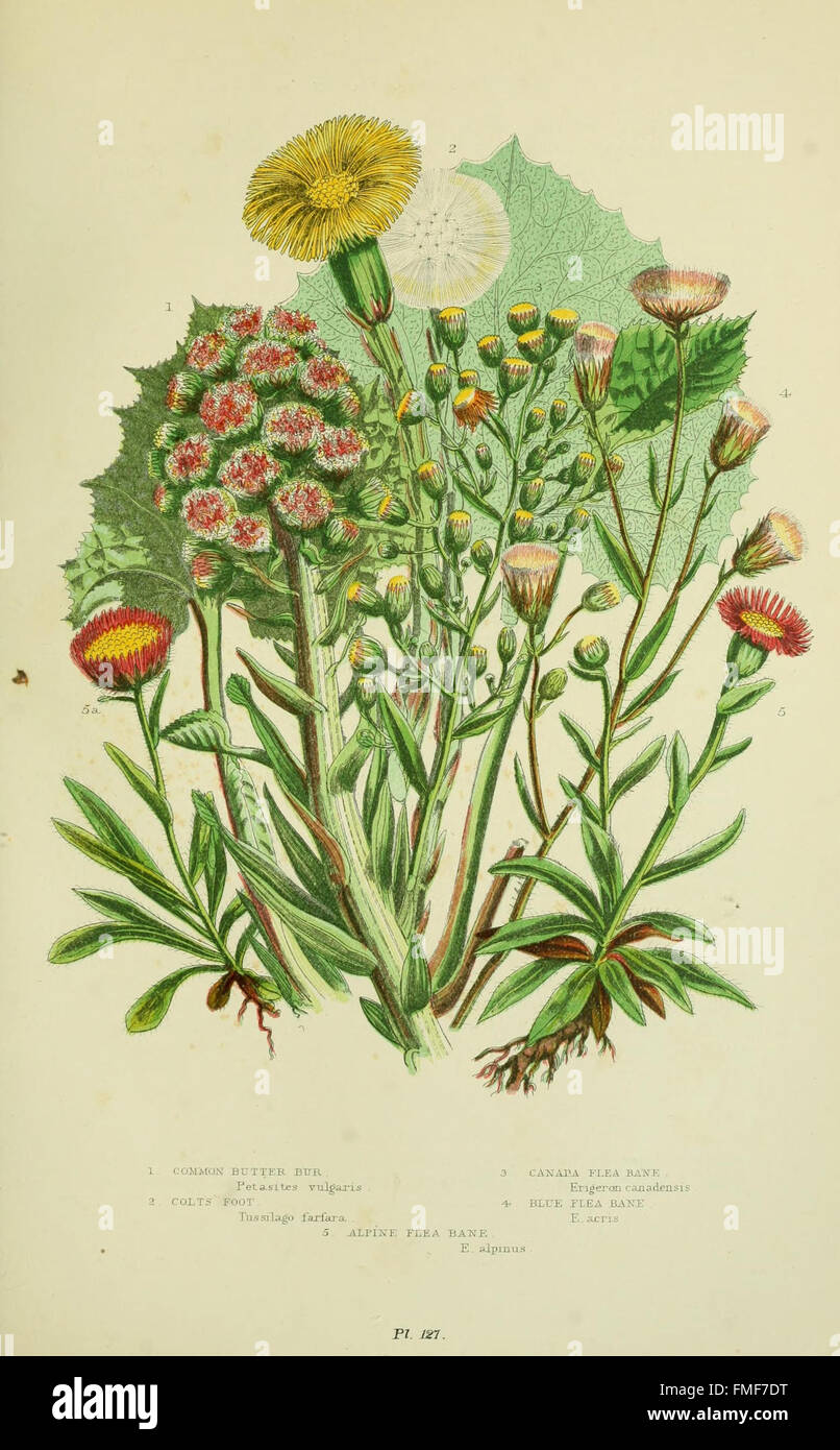 *The Flowering Plants, Grasses, Sedges, and Ferns of Great Britain ...