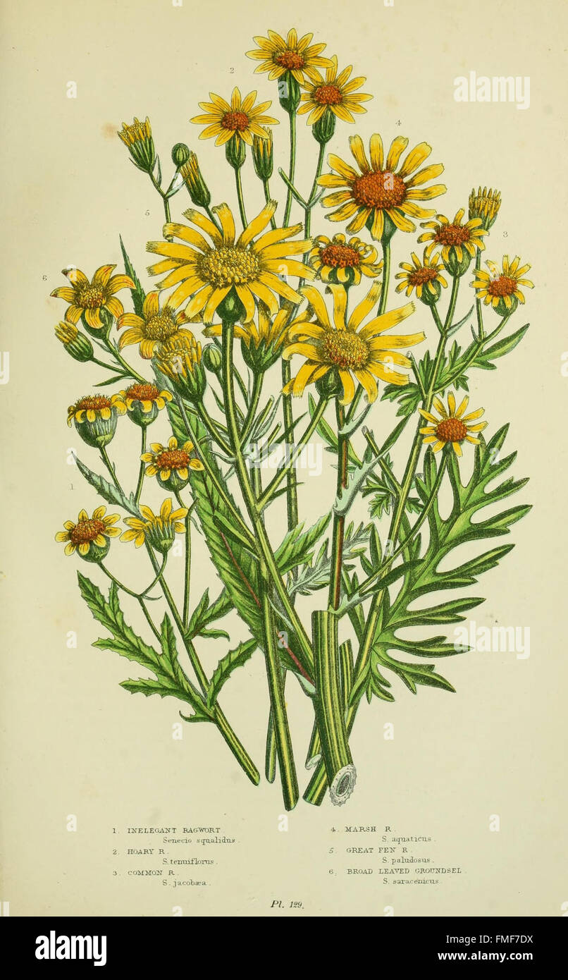 Plate 129 from 'The Flowering Plants, Grasses, Sedges, and Ferns of ...