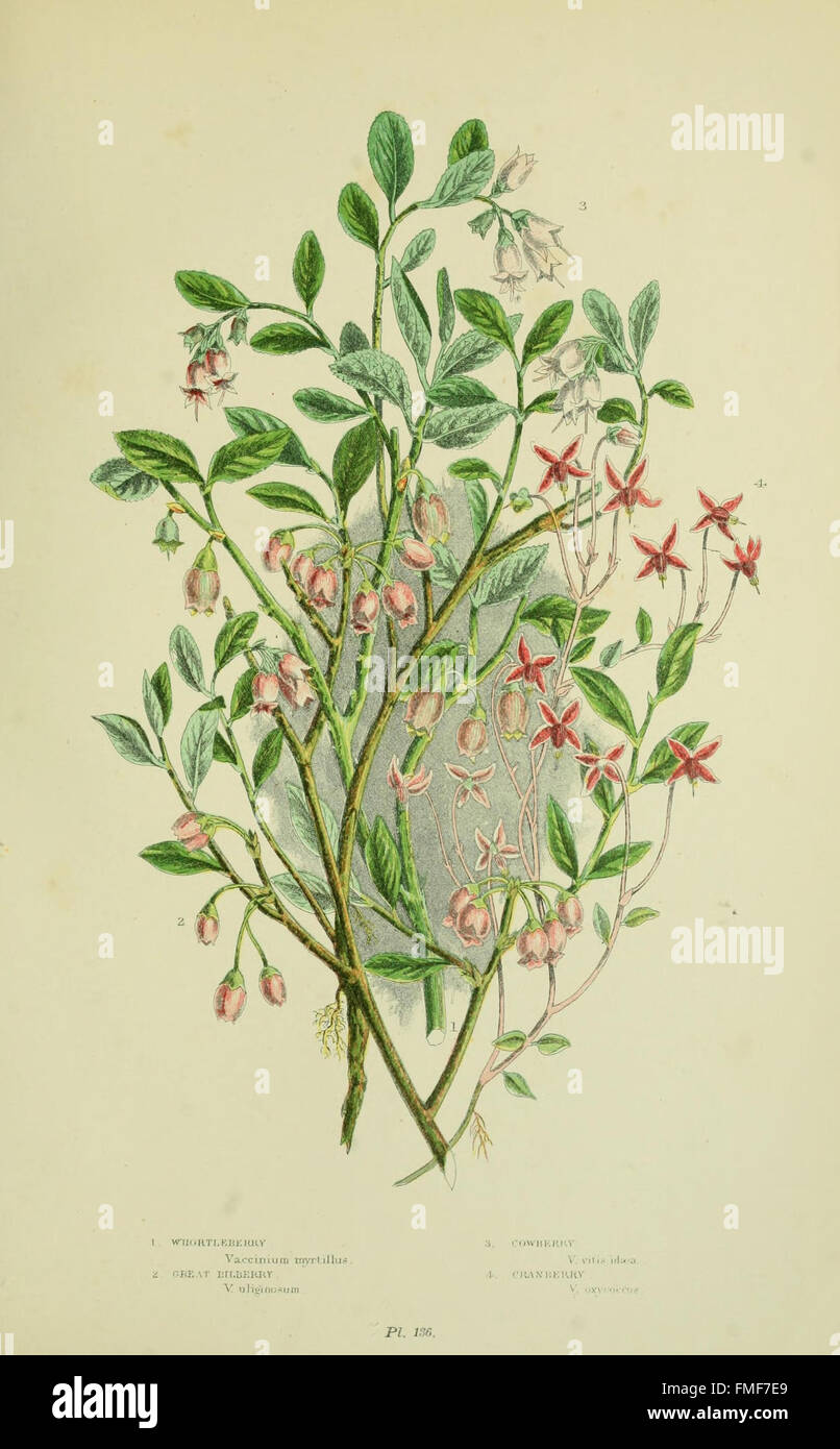 Plate 136 from 'The Flowering Plants, Grasses, Sedges, and Ferns of ...