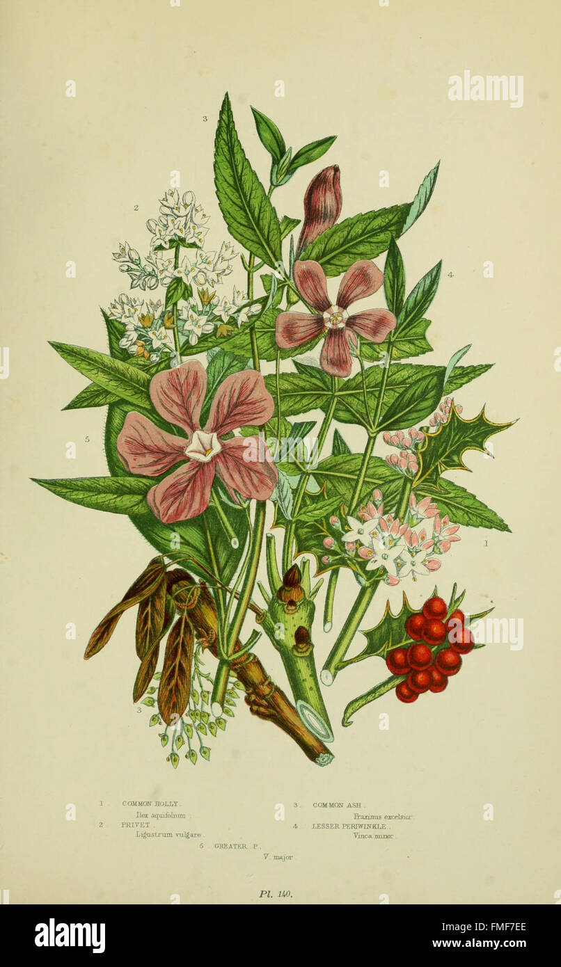 *The Flowering Plants, Grasses, Sedges, and Ferns of Great Britain* (Pl ...