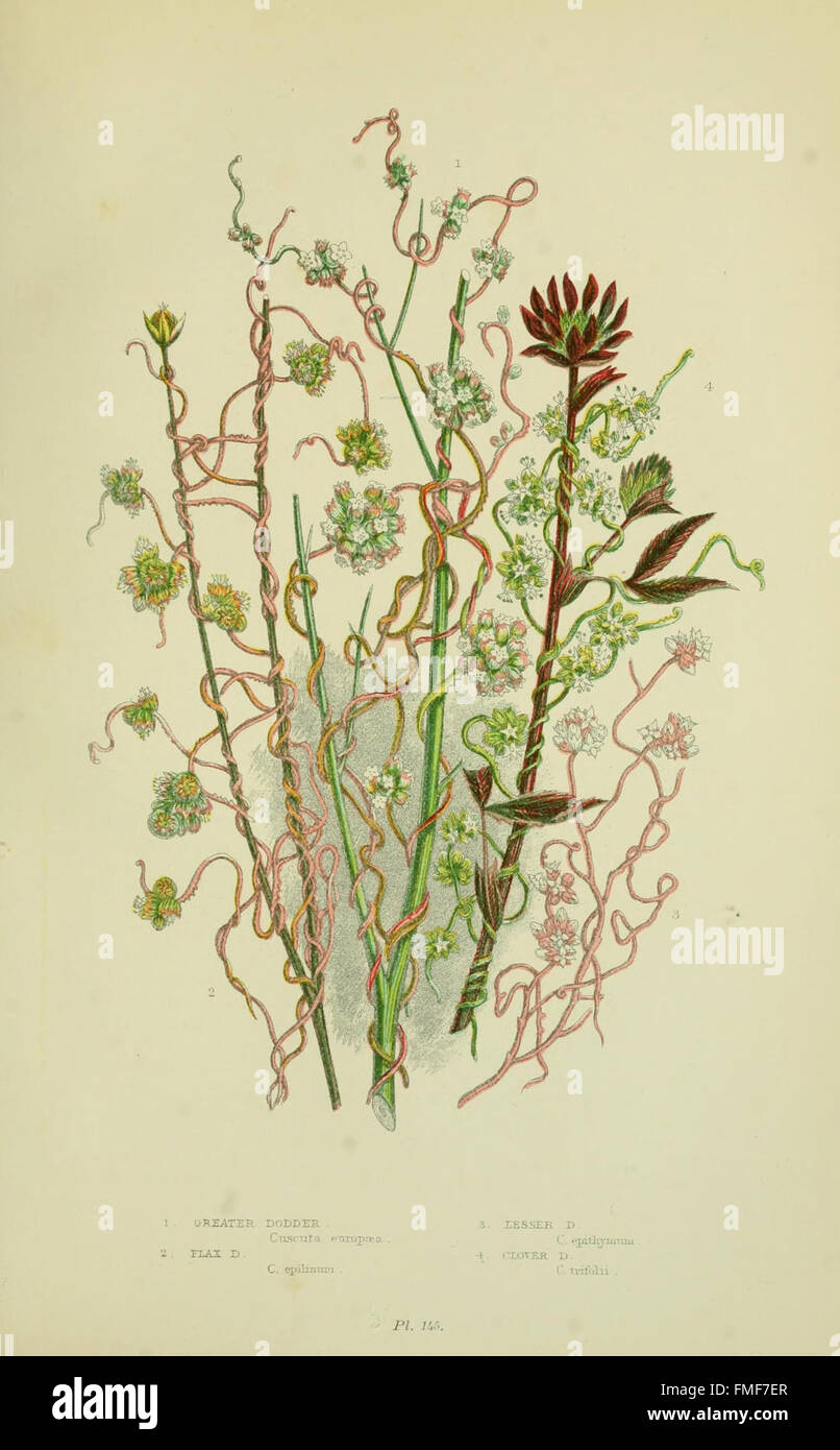 'The Flowering Plants, Grasses, Sedges, and Ferns of Great Britain ...