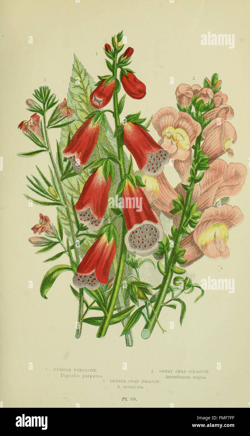 Plate 159 from 'The Flowering Plants, Grasses, Sedges, and Ferns of ...