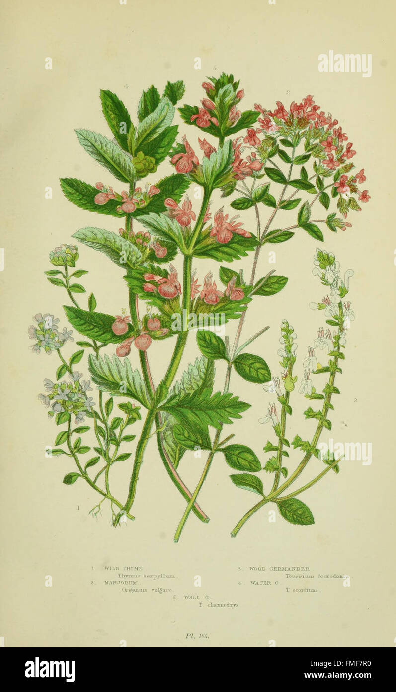 This plate from 'The Flowering Plants, Grasses, Sedges, and Ferns of ...