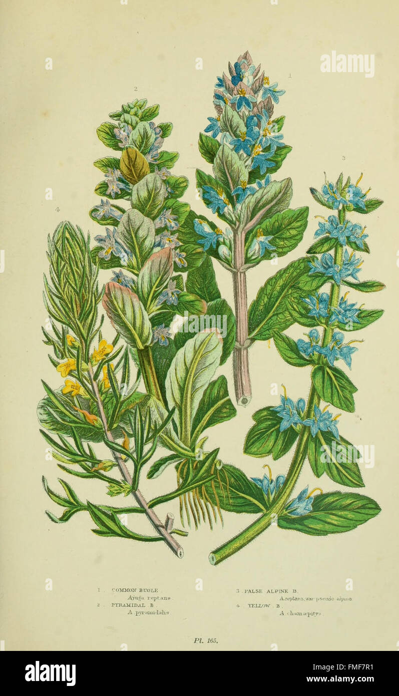Plate 165 from 'The Flowering Plants, Grasses, Sedges, and Ferns of ...