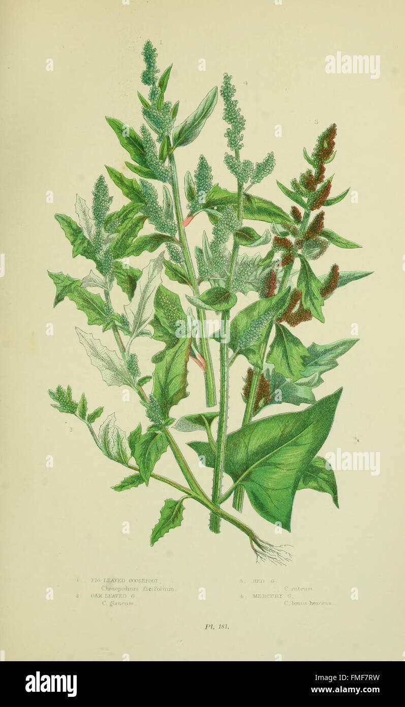 'The Flowering Plants, Grasses, Sedges, and Ferns of Great Britain' (Pl ...