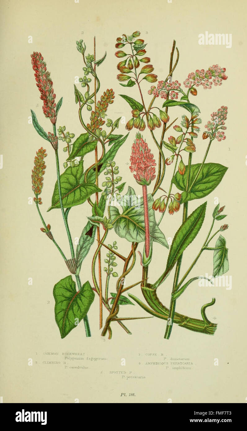 Plate 186 from 'The Flowering Plants, Grasses, Sedges, and Ferns of ...