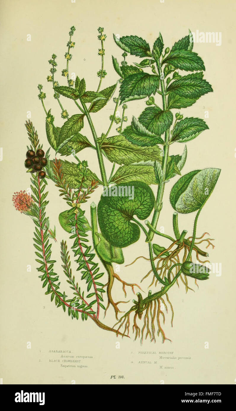 Plate 193 from *The Flowering Plants, Grasses, Sedges, and Ferns of ...