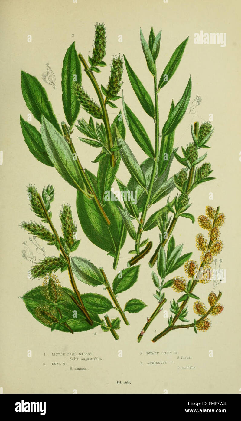 Plate 204 from 'The Flowering Plants, Grasses, Sedges, and Ferns of ...