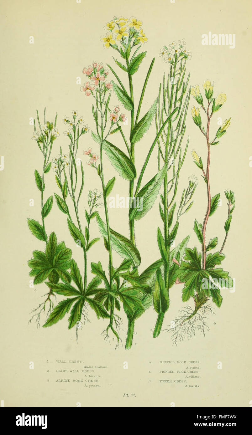Plate 22 from 'The Flowering Plants, Grasses, Sedges, and Ferns of ...